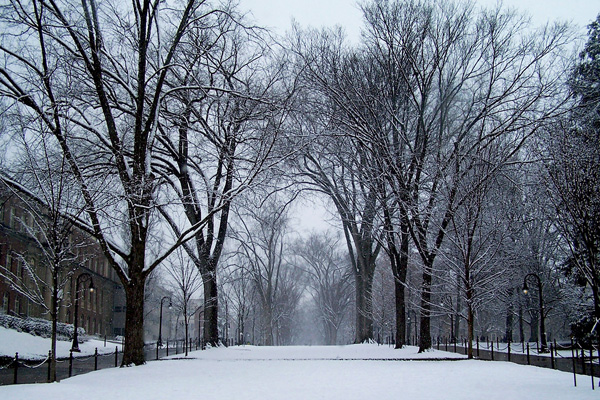 Penn State Traditional Elms at Dusk Art | Old Main Frame Shop